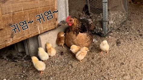 마트유정란 암닭이 품게했더니 병아리 부화 Youtube