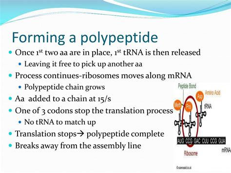 Ppt Polypeptide Synthesis Powerpoint Presentation Free Download Id 1921878