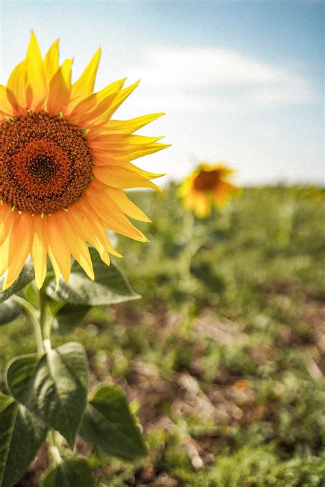 Подсолнухи фотосессия фотосессия с подсолнухами Подсолнухи Фотосессия Идеи для фото