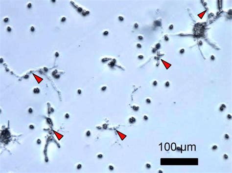 Germinating Ganoderma Spores With Extending Germ Tubes Spores Were