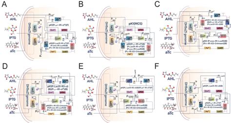 Figure S8 Detailed Genetic Circuit Designs And Plasmid Maps Of