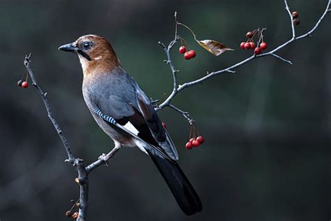 摄图网 501611214 松鸦（企业商用）