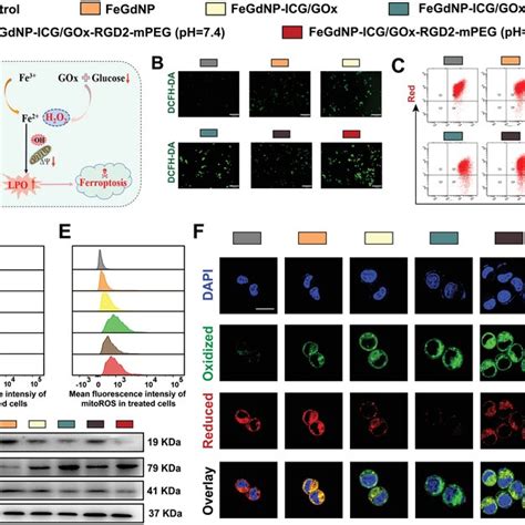 Cytotoxicity Performance And Ph‐sensitive Polymers Mediated Inhibition