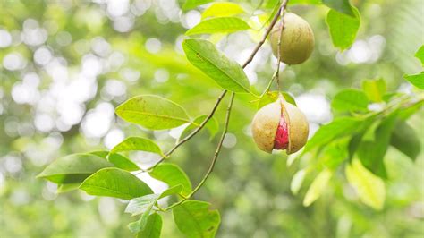 How To Plant Persimmon Seeds Pro Growing Tips Homes And Gardens