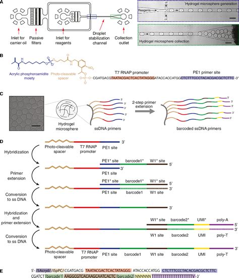Figure 2 From Droplet Barcoding For Single Cell Transcriptomics Applied To Embryonic Stem Cells