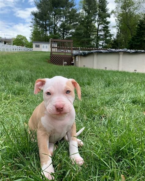 با سگ پیت بول معروفی که از نوزادی تا به حال روی شانه صاحبش میخوابد آشنا