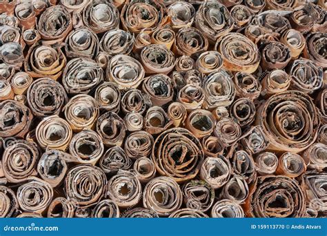 Rolls Of Birch Bark Background Texture Rolled Bark Details Of Birch Tree Pattern Royalty Free