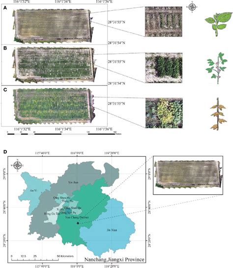 Figure From Estimation Of Soybean Yield Parameters Under Lodging Conditions Using RGB