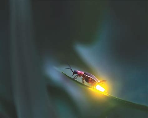 Firefly Insect Life Cycle