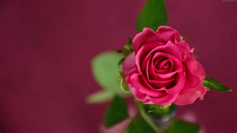 Roses Flower 4k Wallpapers Wallpaper Cave