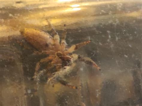 Can Someone Identify The Species Sex And Age R Jumpingspiders