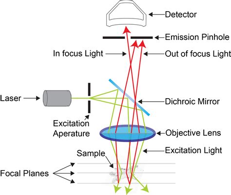 Confocal Microscope Schematic Confocal Microscopy Basics