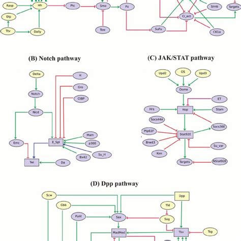 Boolean Model Of The Drosophila Toll Signalling Pathway A Regulatory