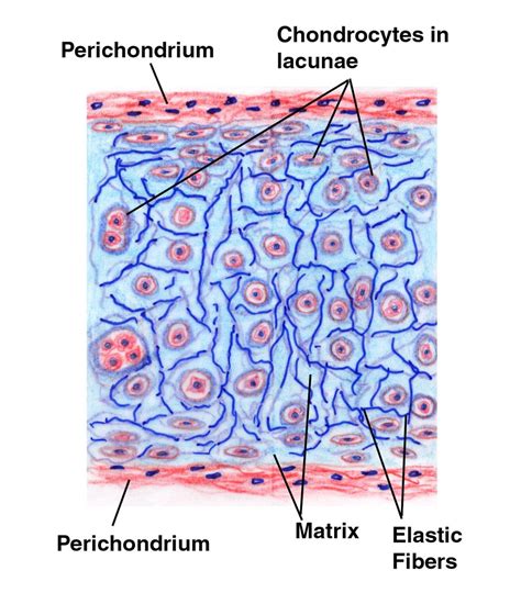 Diagram Of Hyaline Cartilage Structures Quizlet