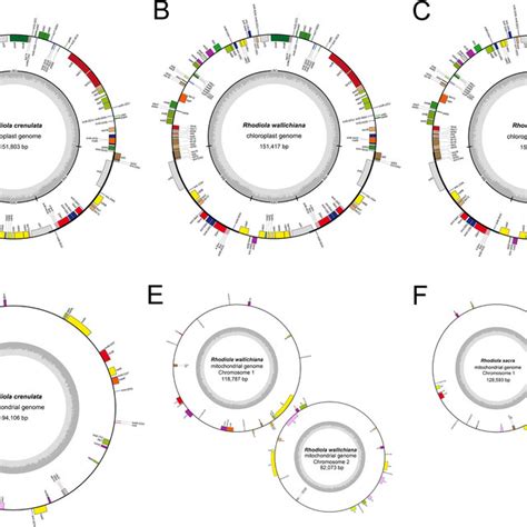 Genome Map Of The Organelle Genomes Of Three Rhodiola Species A C