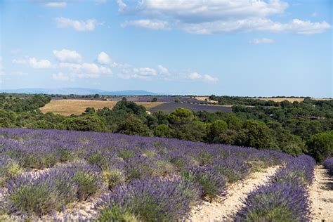 Лавандовые поля в Провансе Валансоль Valensole