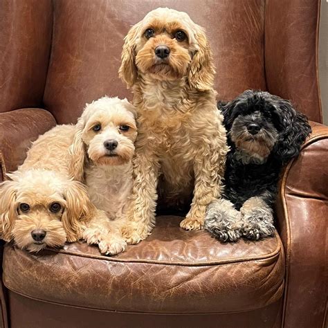 Pound Cottage Cavapoos