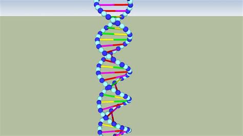 Simple Dna Model 3d Warehouse