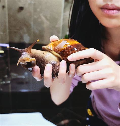 금와달팽이 키우기 5살 애완용 달팽이 겨울잠 깨우기 네이버 블로그