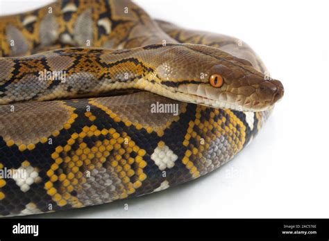 Reticulated Python Python Reticulatus Isolated On White Background