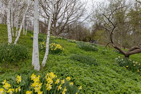 나무와 꽃이있는 잔디밭 사진 Unsplash의 무료 녹색 이미지