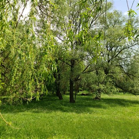 Premium Photo A Field Of Grass With Trees And A Sky Background