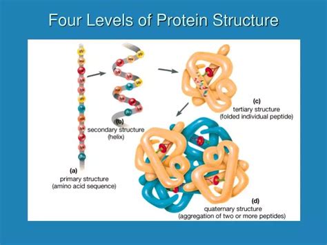 Ppt Four Levels Of Protein Structure Powerpoint Presentation Free Download Id 6568225