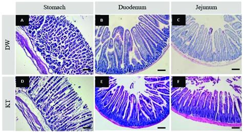Microscopic Views Of The Mice Stomach Duodenum And Jejunum A F Download Scientific Diagram