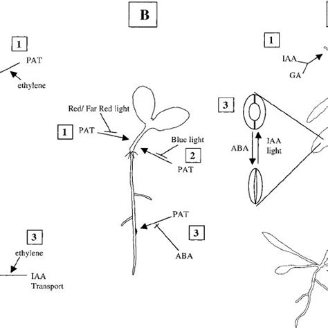 Pdf Auxin Cross Talk Integration Of Signalling Pathways To Control