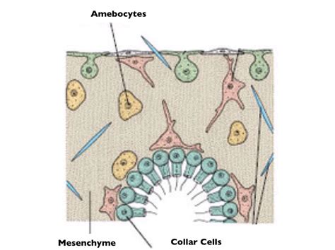 Animalia Grade 11 Biology Study Guide