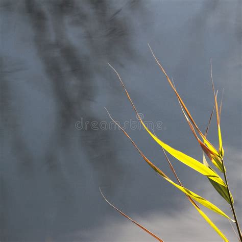 Grass Stock Image Image Of Light Sunny Shining Grass 39017885