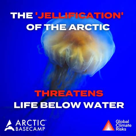 Arctic Basecamp On Linkedin Jellyfish Arcticocean Oceans Arctic