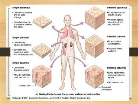 Anatomy And Physiology Of Human Tissues Pptx Biological Sciences Science