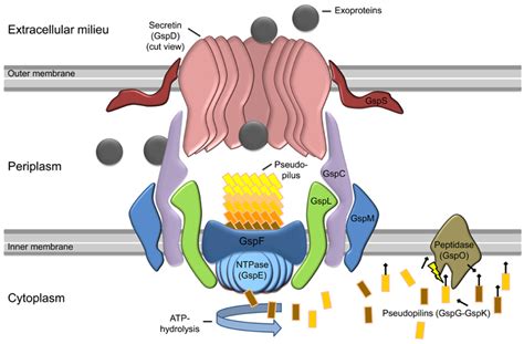 Model Of General Type Ii Secretion As Proposed By Douzi Et Al 2012 Download Scientific