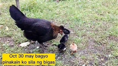 Native Chicken Feeding Chickens Nativechicken Feeding Chicken Youtube