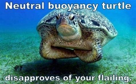 Neutral Buoyancy Turtle Disapproves Scrolller