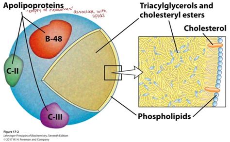 Chapter 17 Fatty Acid Catabolism Flashcards Quizlet