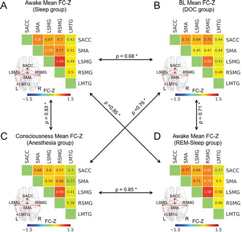 Higher Order Sensorimotor Circuit Of The Brains Global Network