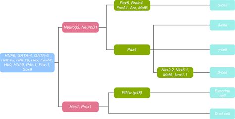 β Cell Transcription Factor Hierarchy Notes Pancreatic Download Scientific Diagram