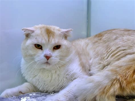 폴드 두부 코카스파니엘분양가격 폼스키분양가격 폼치분양가격 폼피츠분양가격 푸숑분양가격 고양이분양가격 랙돌분양가격 러시안블루분양가격 먼치킨분양가격 브리티쉬숏헤어분양가격 노르웨이