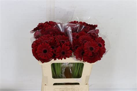 Gerbera Germini Page 2