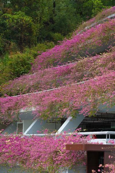 广东省深圳市罗湖区，仙湖植物园，春日之美