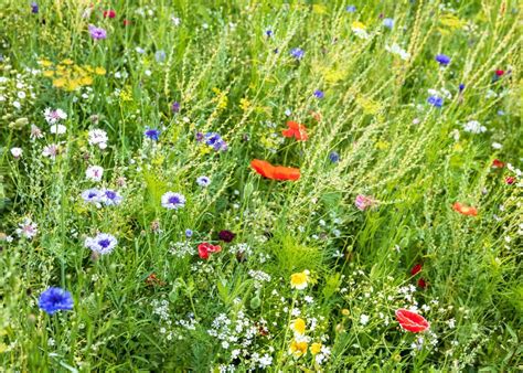 Planting A Pollinator Garden