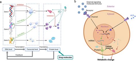 Schematic Diagrams In Dynamic Modeling A Gene Regulatory Network Download Scientific Diagram