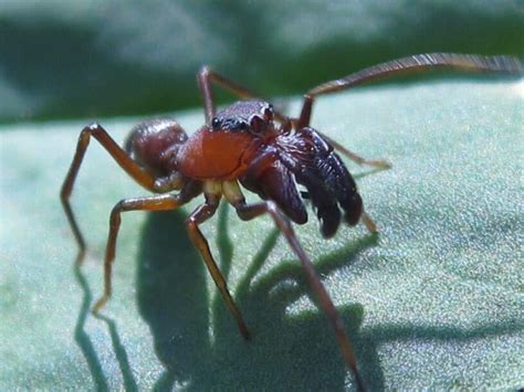 I Heard You Guys Like Ant Mimics 😏😏😏 R Spiders