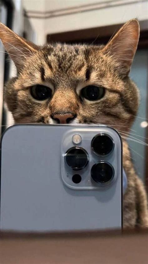 Кот с телефоном Кошачьи фотографии Котята Милые щенки