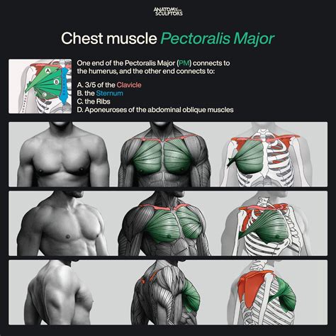 Artstation Chest Muscle Pectoralis Major