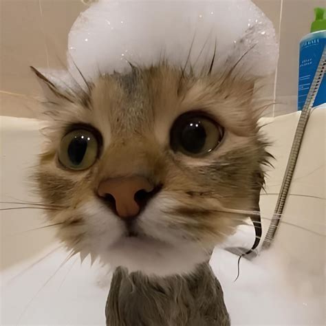 ‎chipi Chipi Chapa Chapa Hardstyle Single Album By Hard Demon And Mr Demon Apple Music