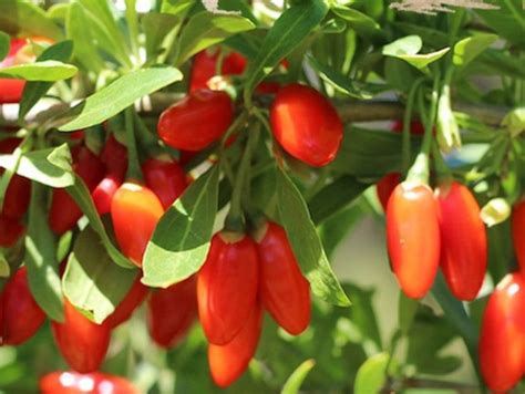 당신만 몰랐다 동의보감 구기자 효능 5가지