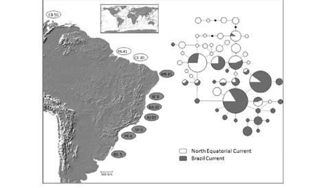 Statistical Parsimony Network Of Haplotypes With All Populations